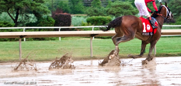 Reflections on a summer photo journey at the races